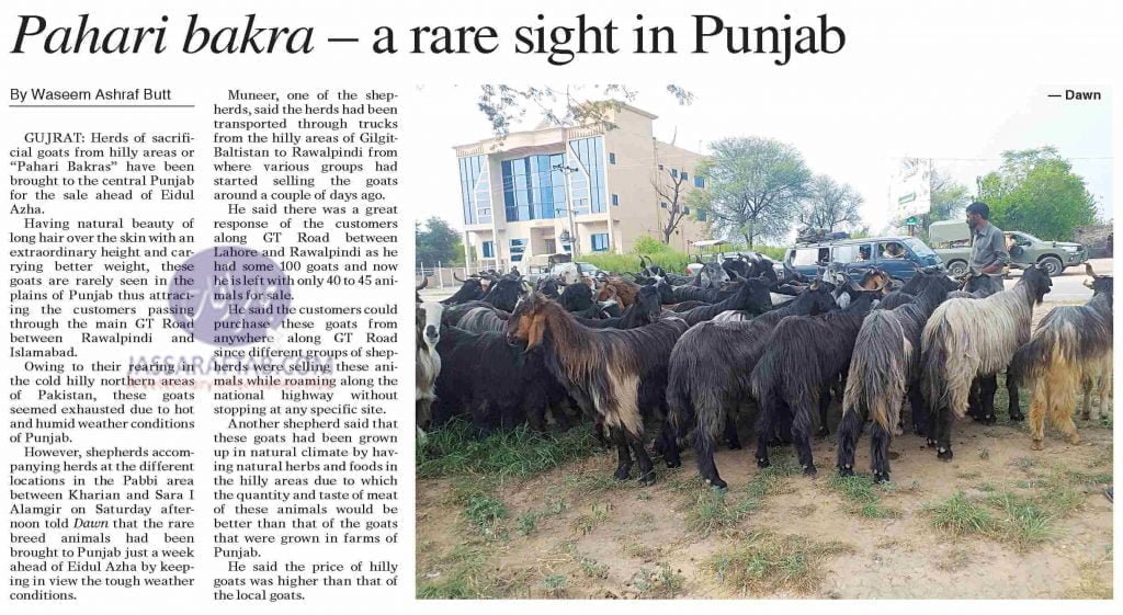 Pahari Bakra in Gujrat - Natural beauty of goat breads