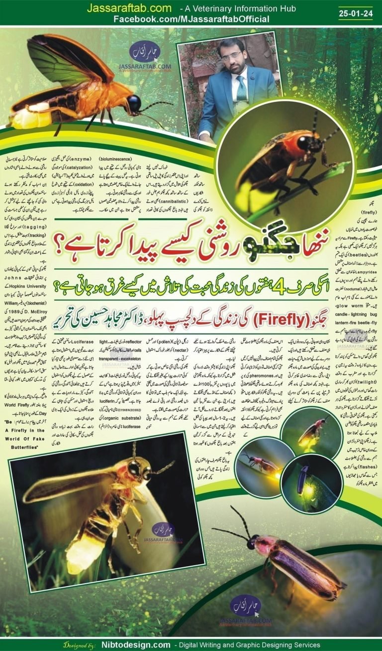 Fire Fly Bug | How Do Fireflies Glow | Facts about Jugnu