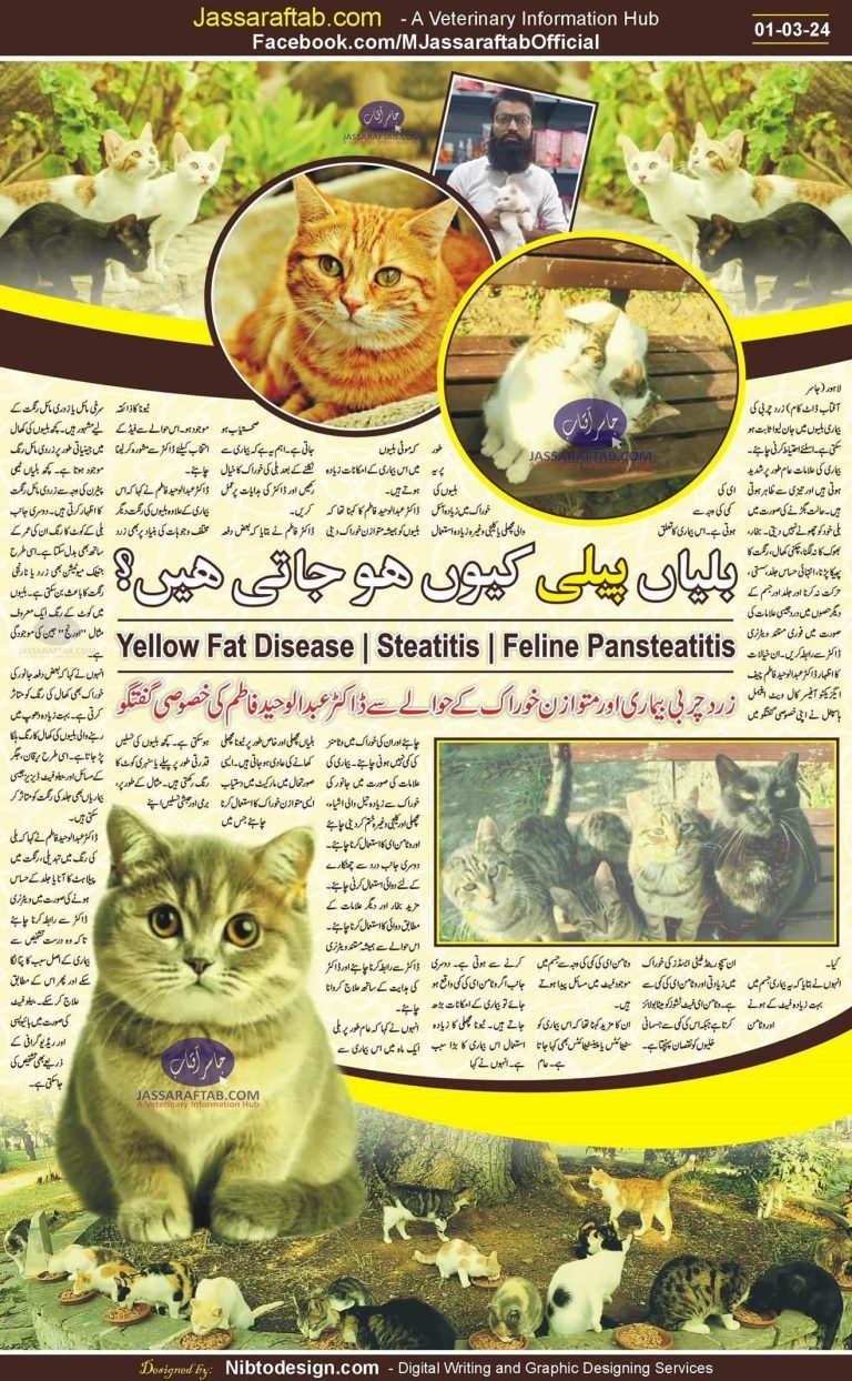 Yellow fat Disease in Cats | Steatitis | Causes | Treatment