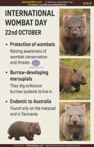 International Wombat Day | Australian Wombats | Marsupials