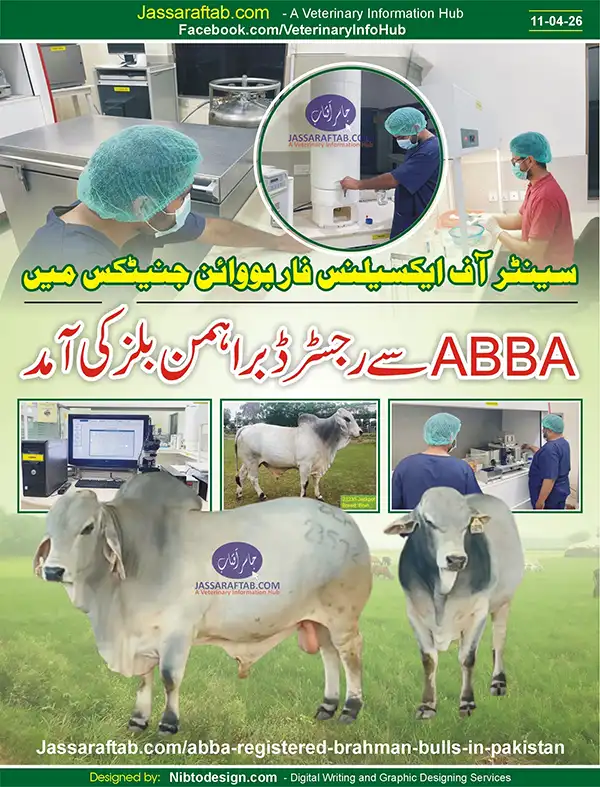 ABBA Registered Brahman Bulls in Pakistan | CEBG | Semen
